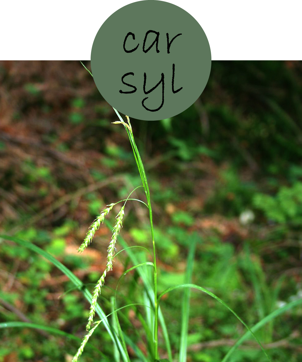 Zone W – Vlindertuin Tiel